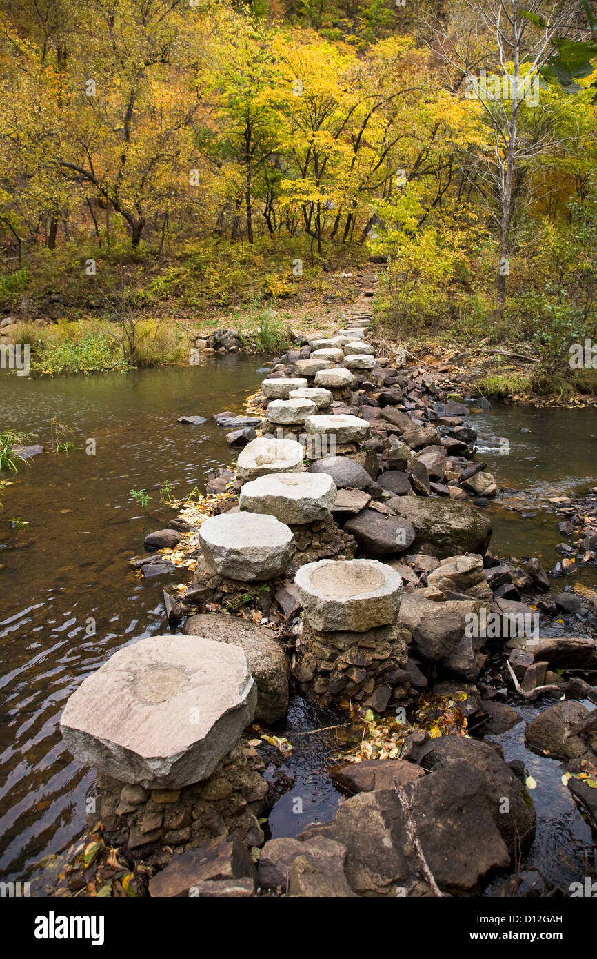 Forest Stream Path