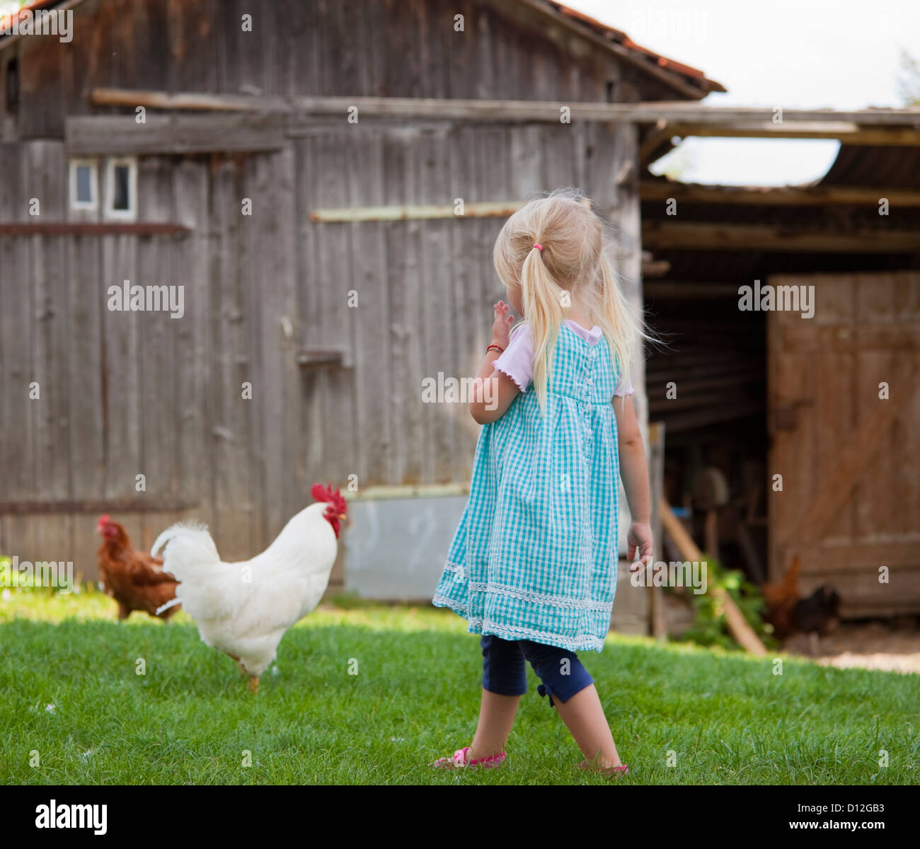 Germany, Bavaria, Girl with chicken on farm Stock Photo - Alamy