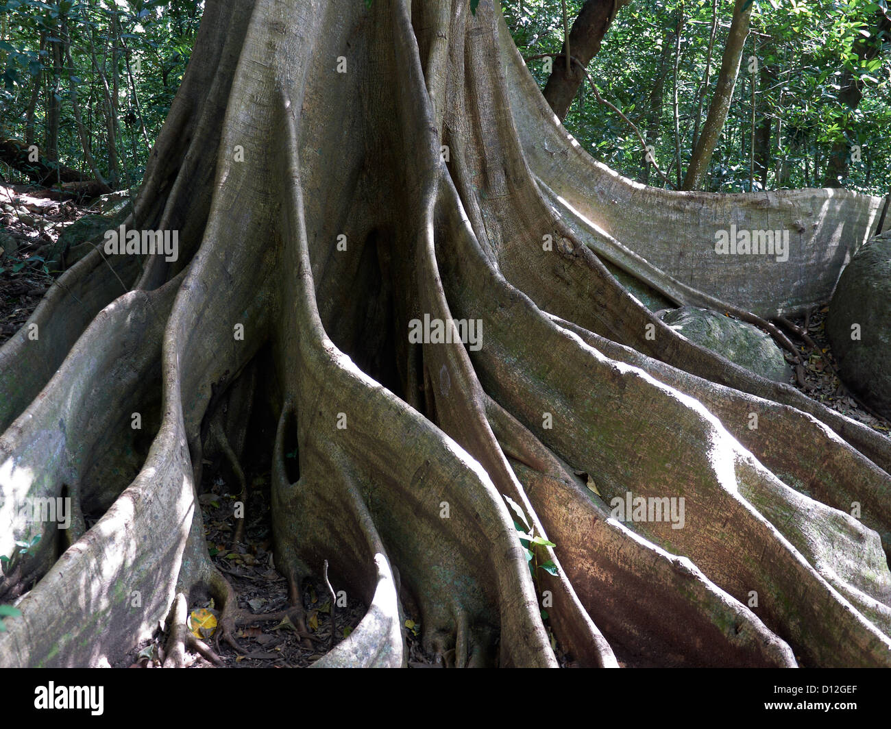 buttress roots,Ricòn de la Vieja National Park; province Guanacaste ...