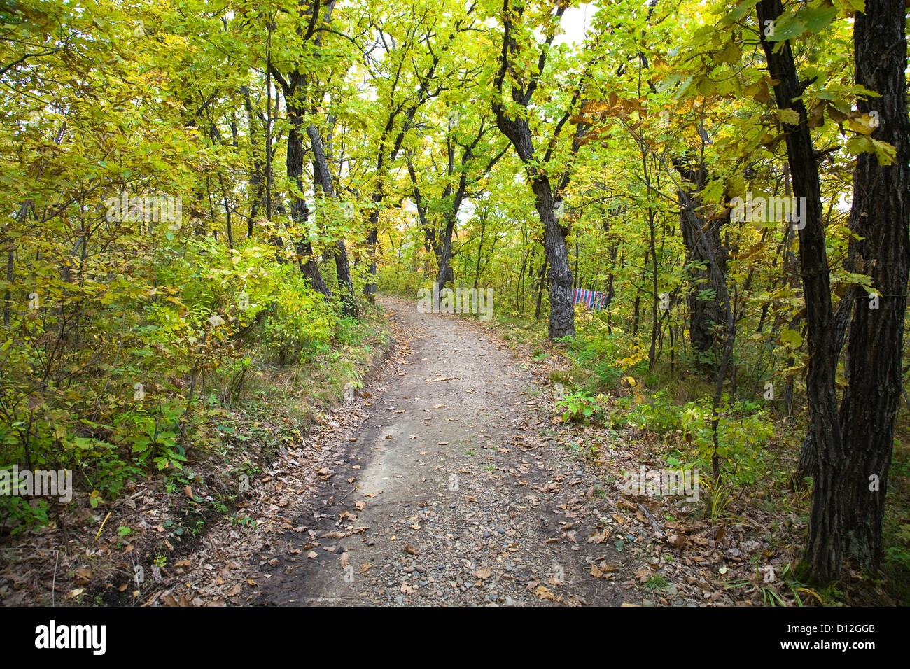 Dirt road deciduous forest hi-res stock photography and images - Alamy