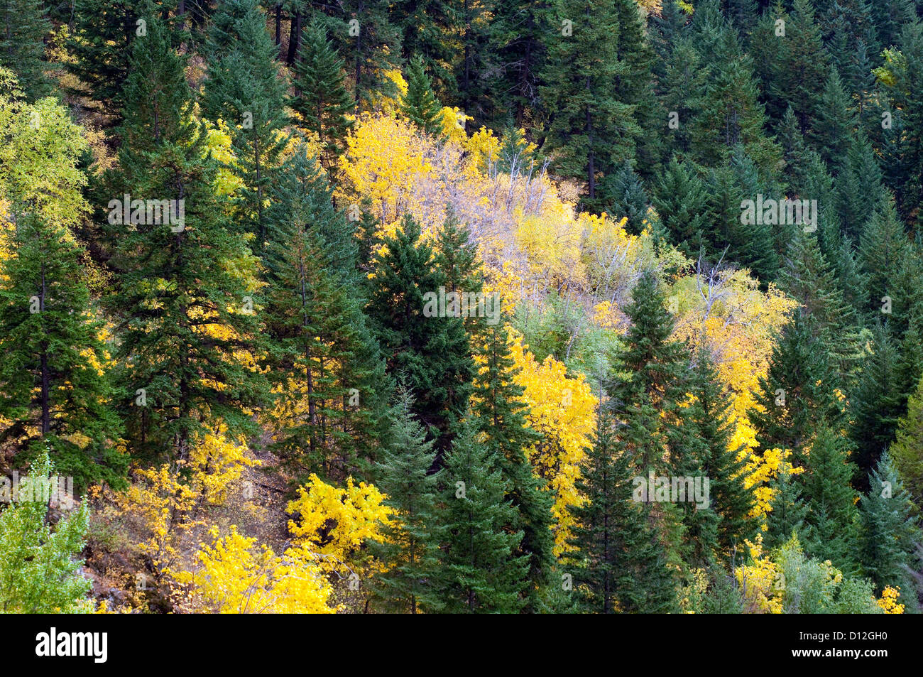 Canyon with fall colors hi-res stock photography and images - Alamy