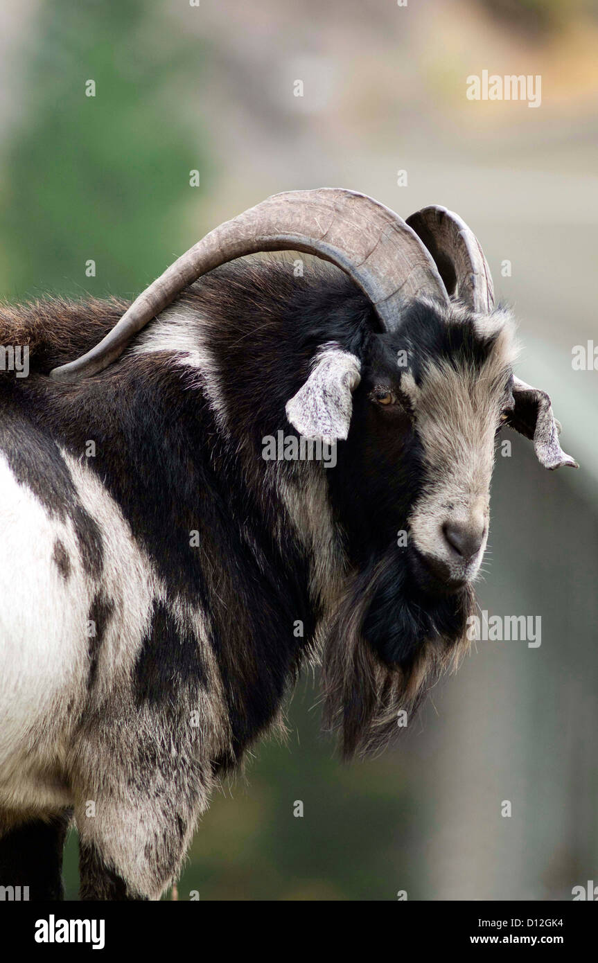 Goat animal hi-res stock photography and images - Alamy