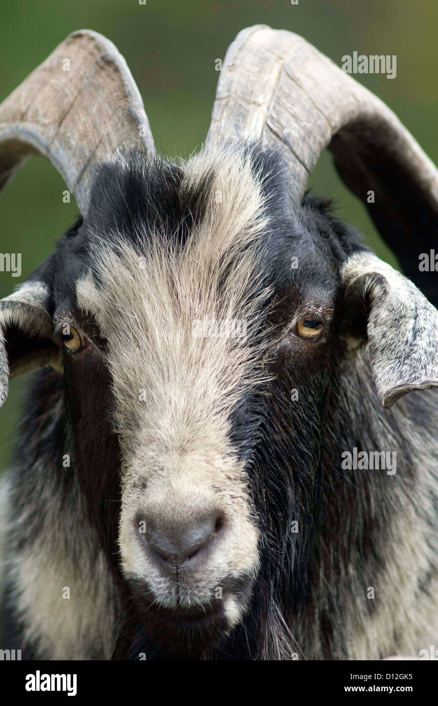 Goat animal hi-res stock photography and images - Alamy