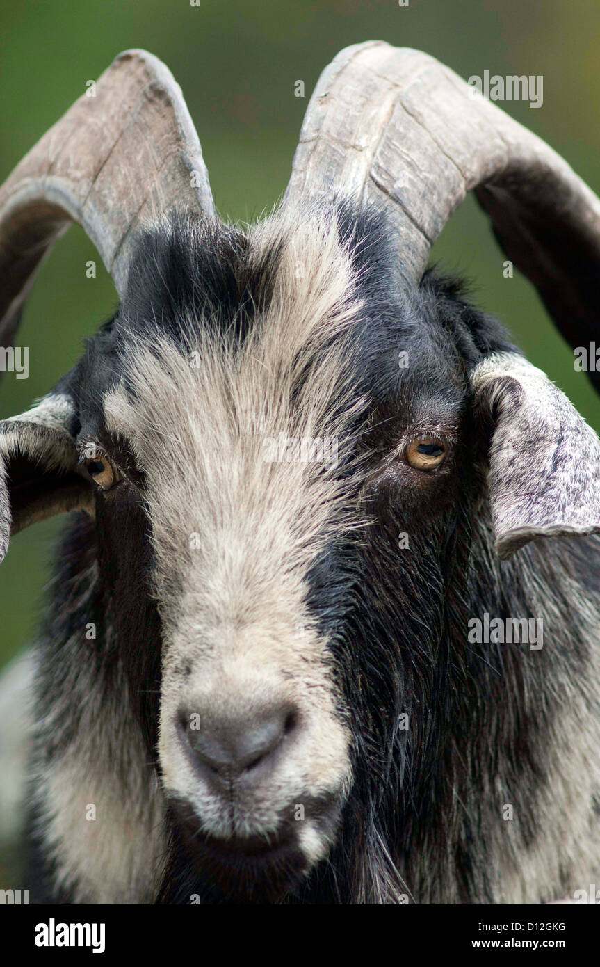 The surly goat hi-res stock photography and images - Alamy