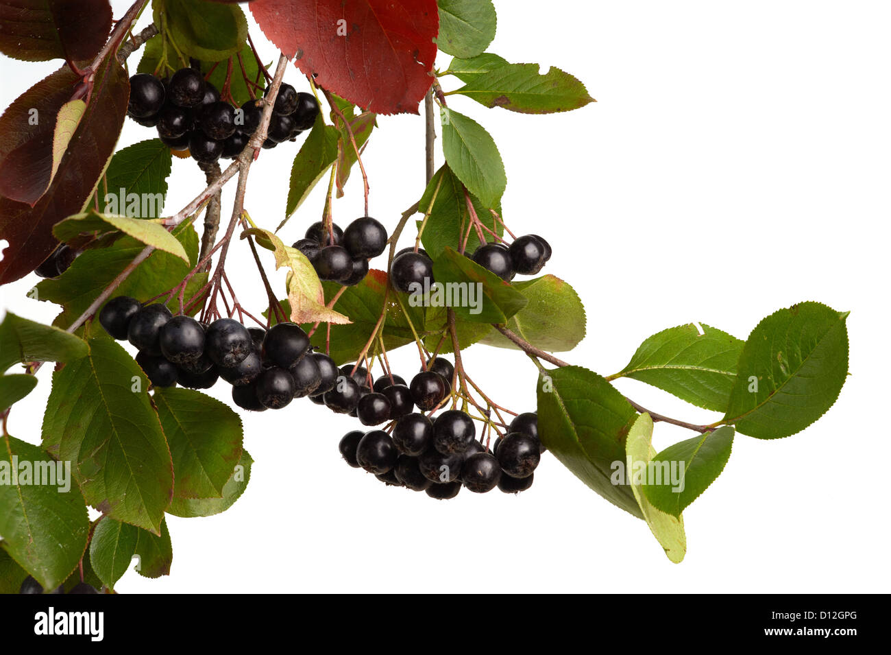 Black chokeberry tree hi-res stock photography and images - Alamy
