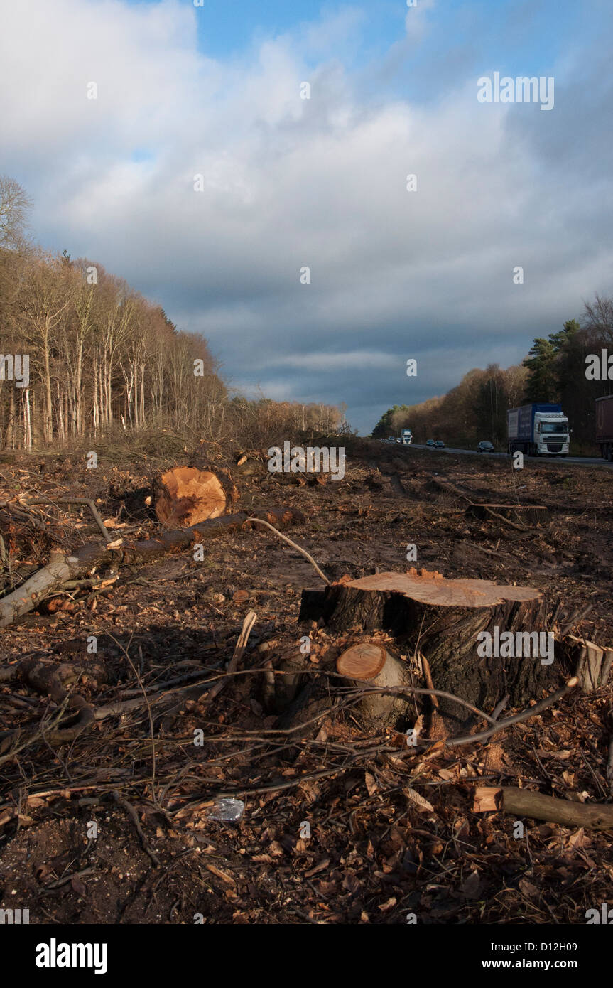 Cleared trees for road widening of A11 truck road Stock Photo - Alamy