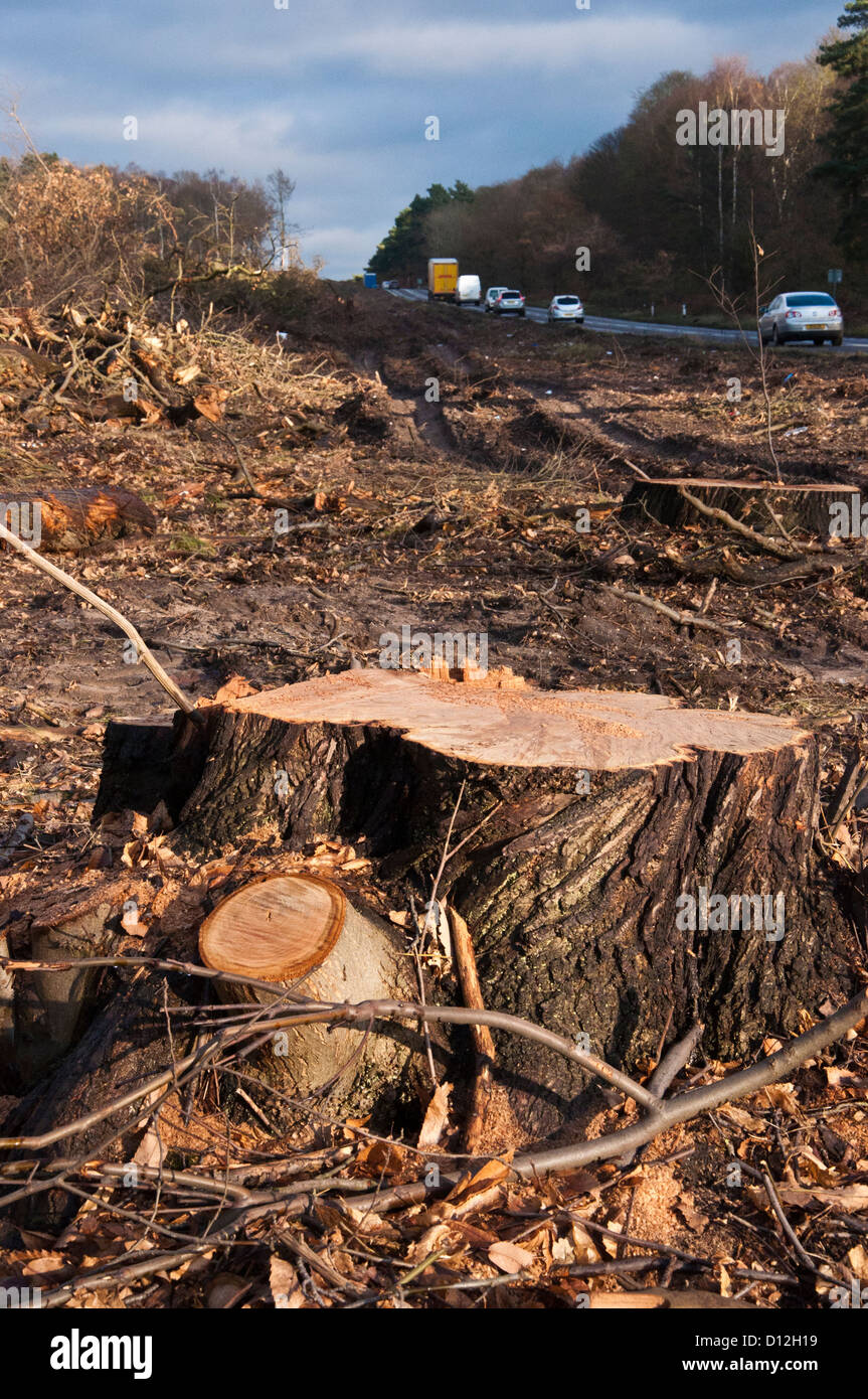 Cleared trees for road widening of A11 truck road Stock Photo - Alamy
