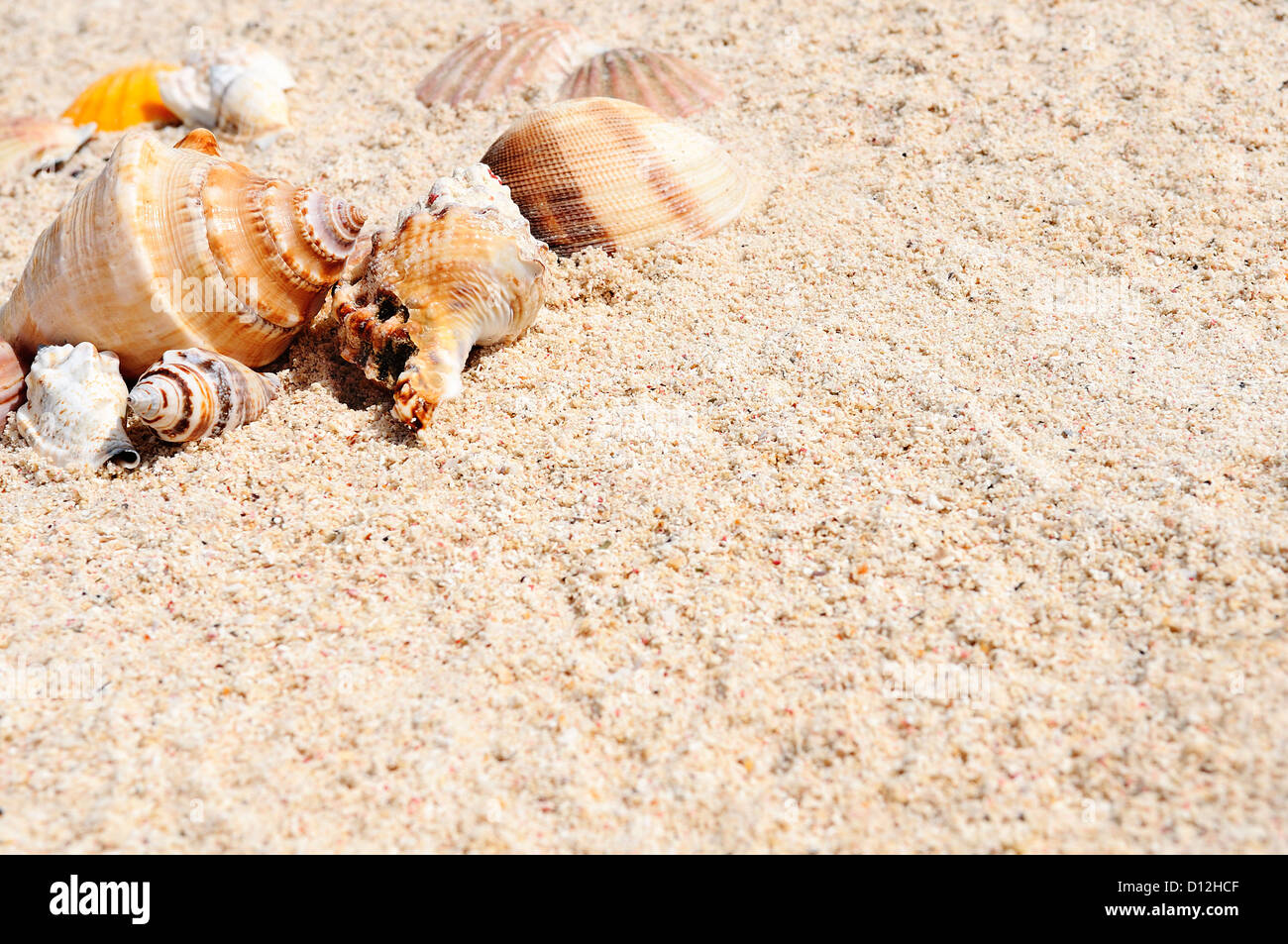 sea shells with sand as background Stock Photo - Alamy