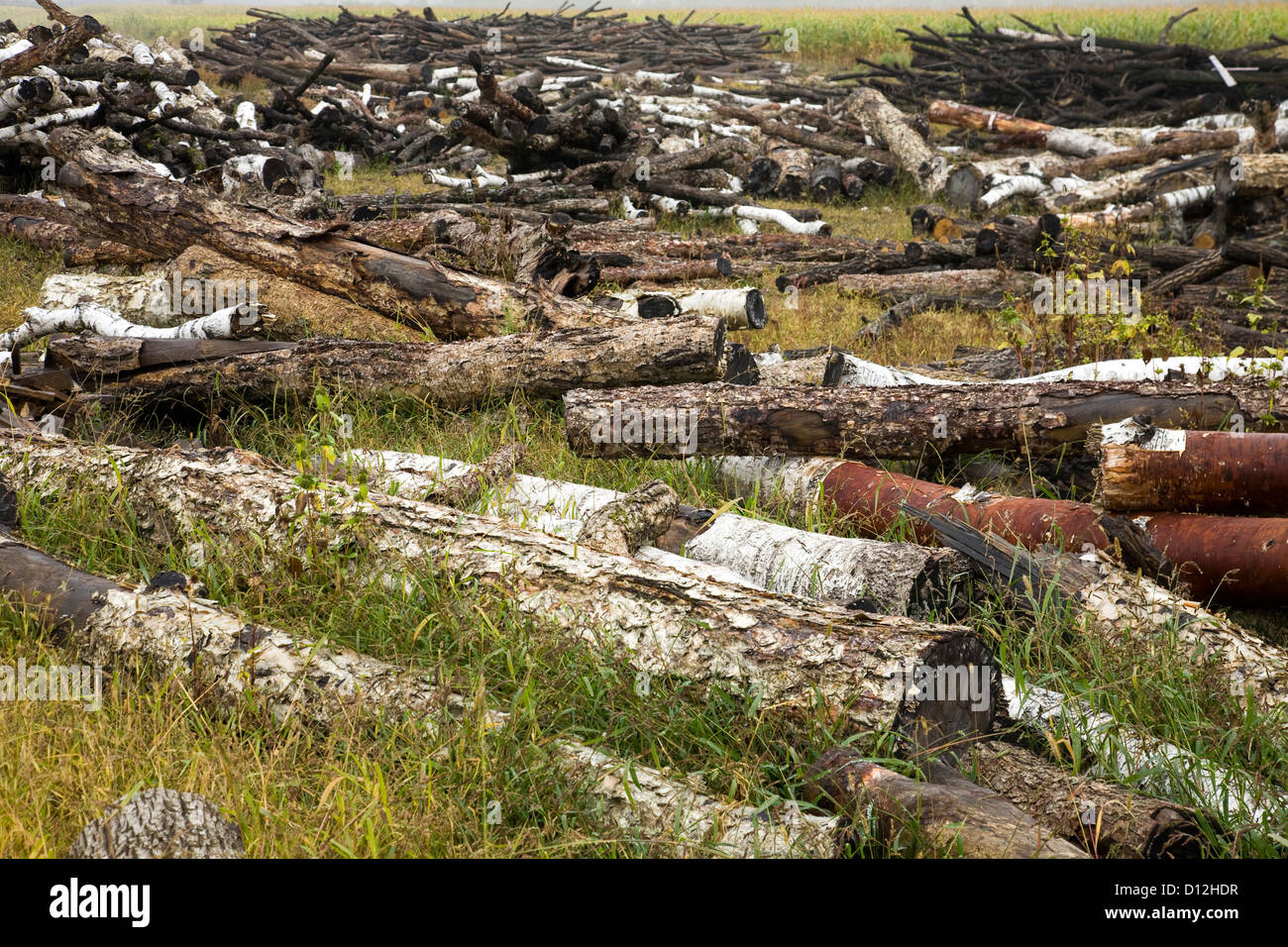 Shot of pile of tree trunk after deforestation Stock Photo - Alamy