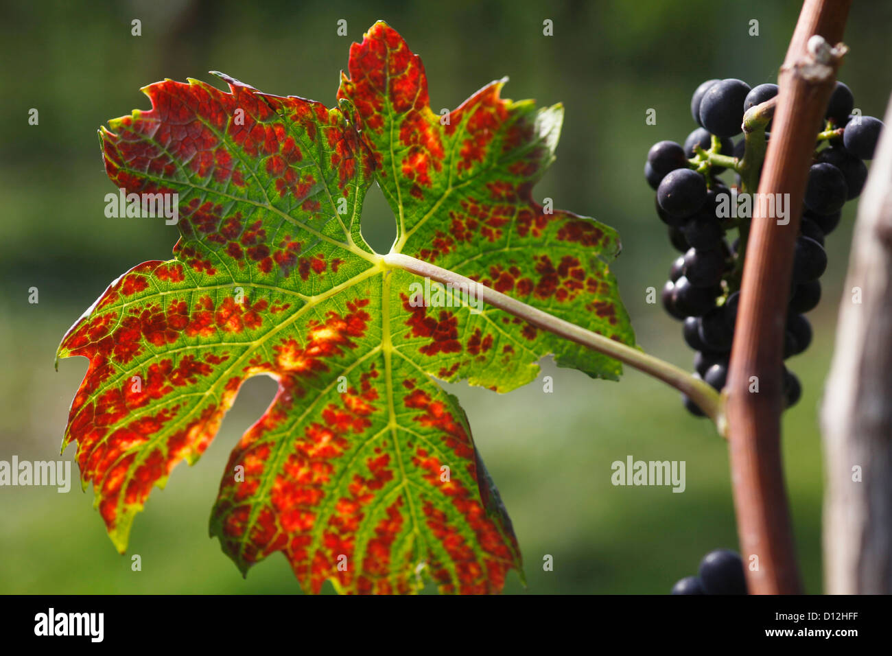 Grape vine leaf close up hi-res stock photography and images - Alamy