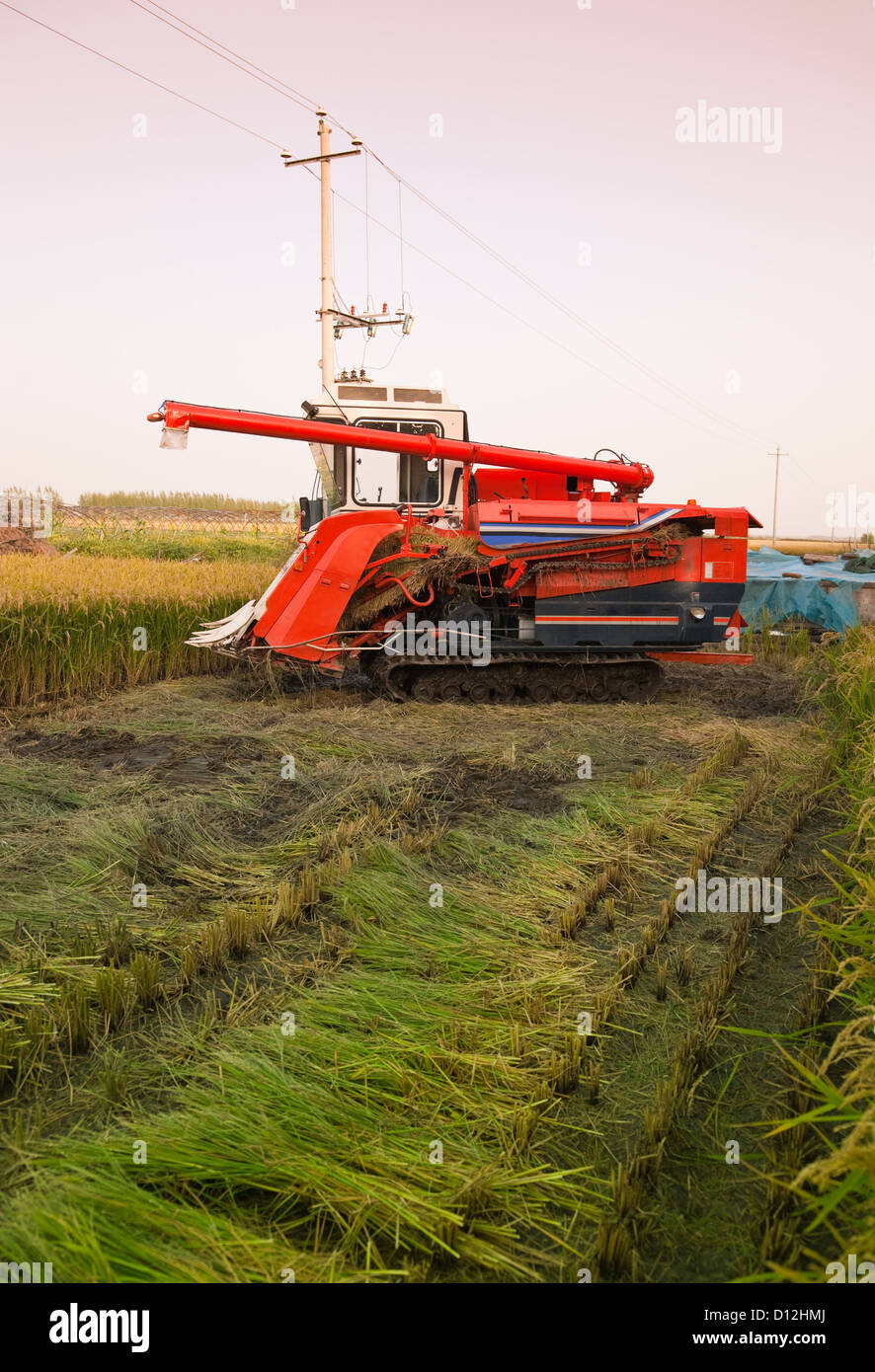Rice harvesting festival hi-res stock photography and images - Alamy