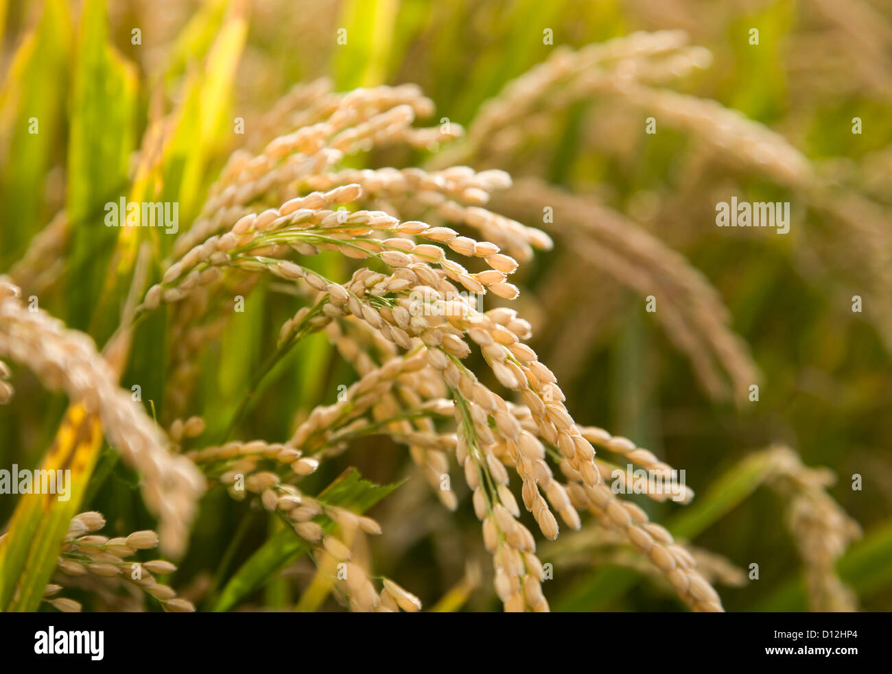 Rice paddy hi-res stock photography and images - Alamy