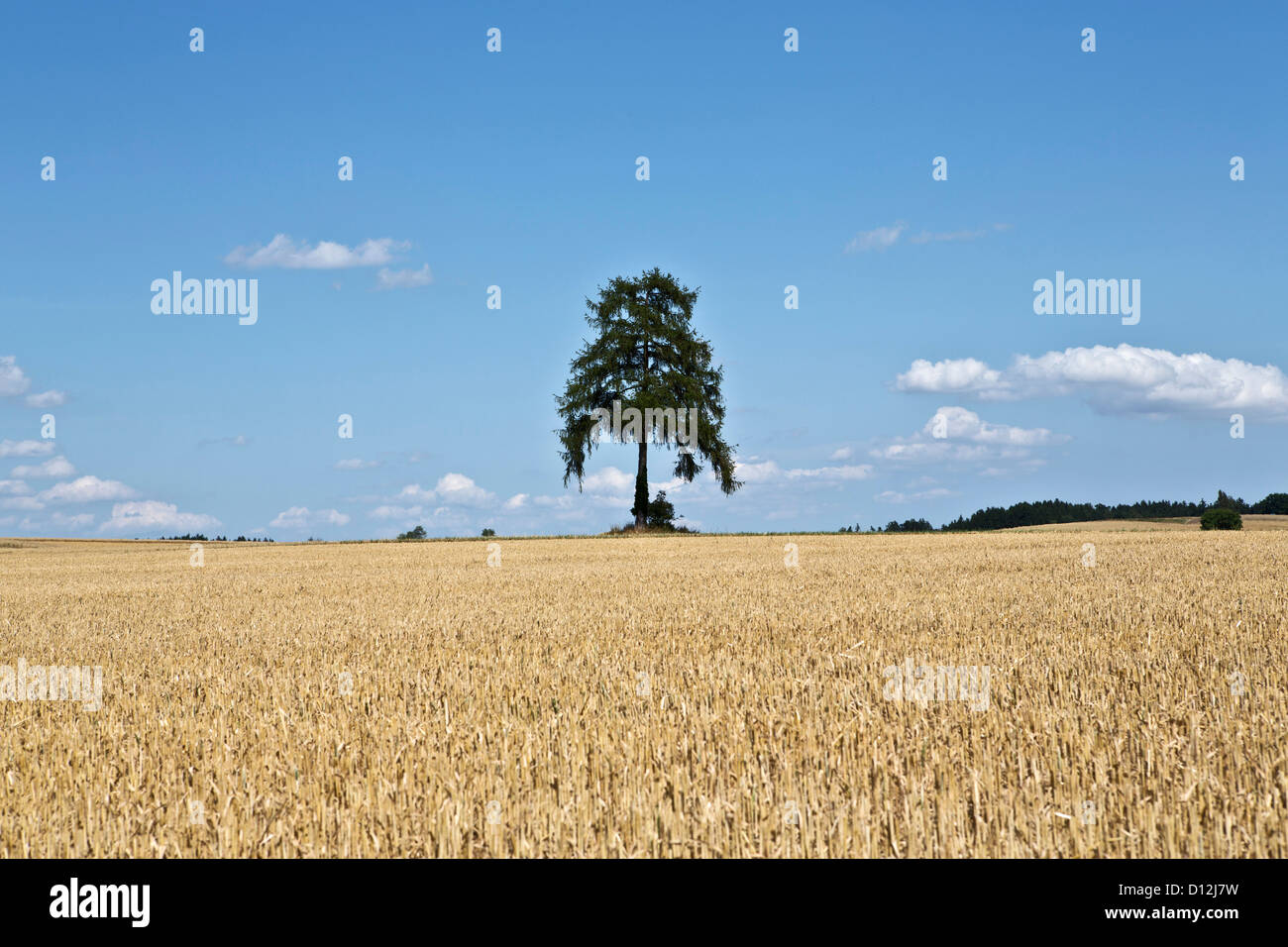 Germany, Bavaria, Tree in corn field Stock Photo - Alamy
