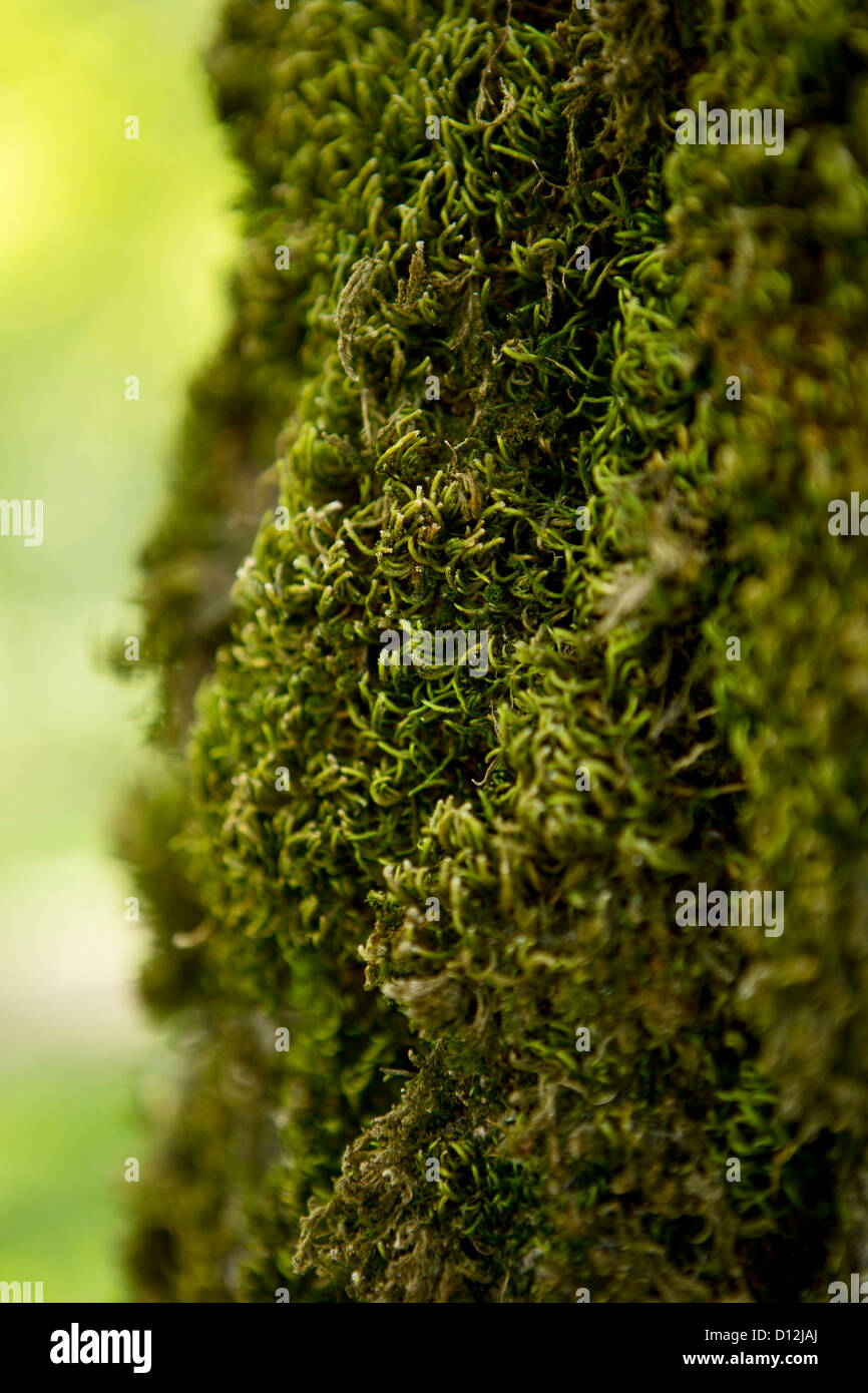 France, Moss on walnut tree Stock Photo - Alamy