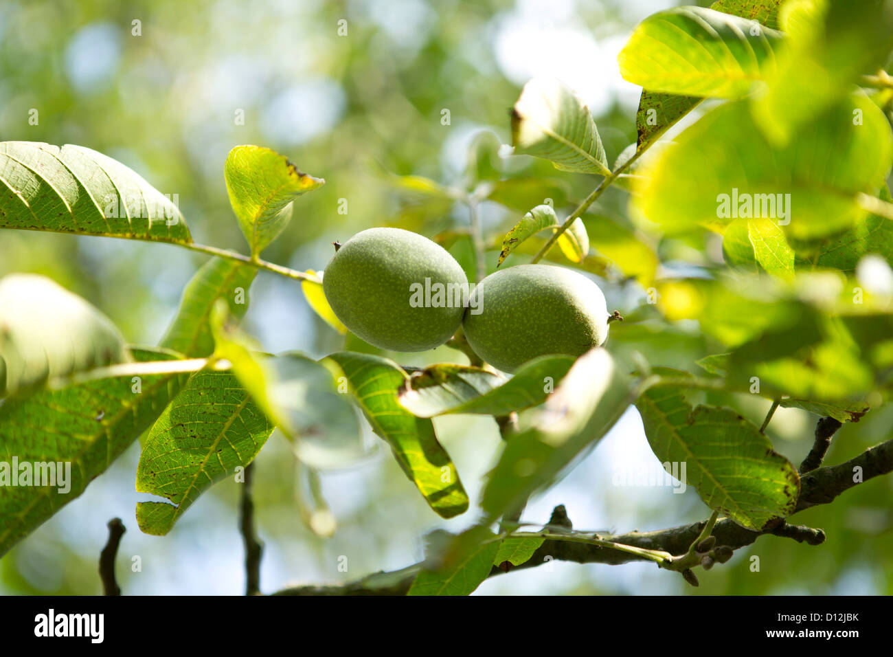 France, Walnut on tree Stock Photo - Alamy