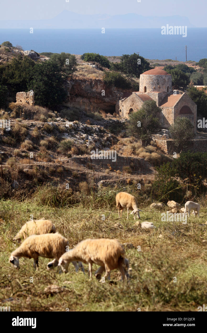 Sheep in crete hi-res stock photography and images - Alamy