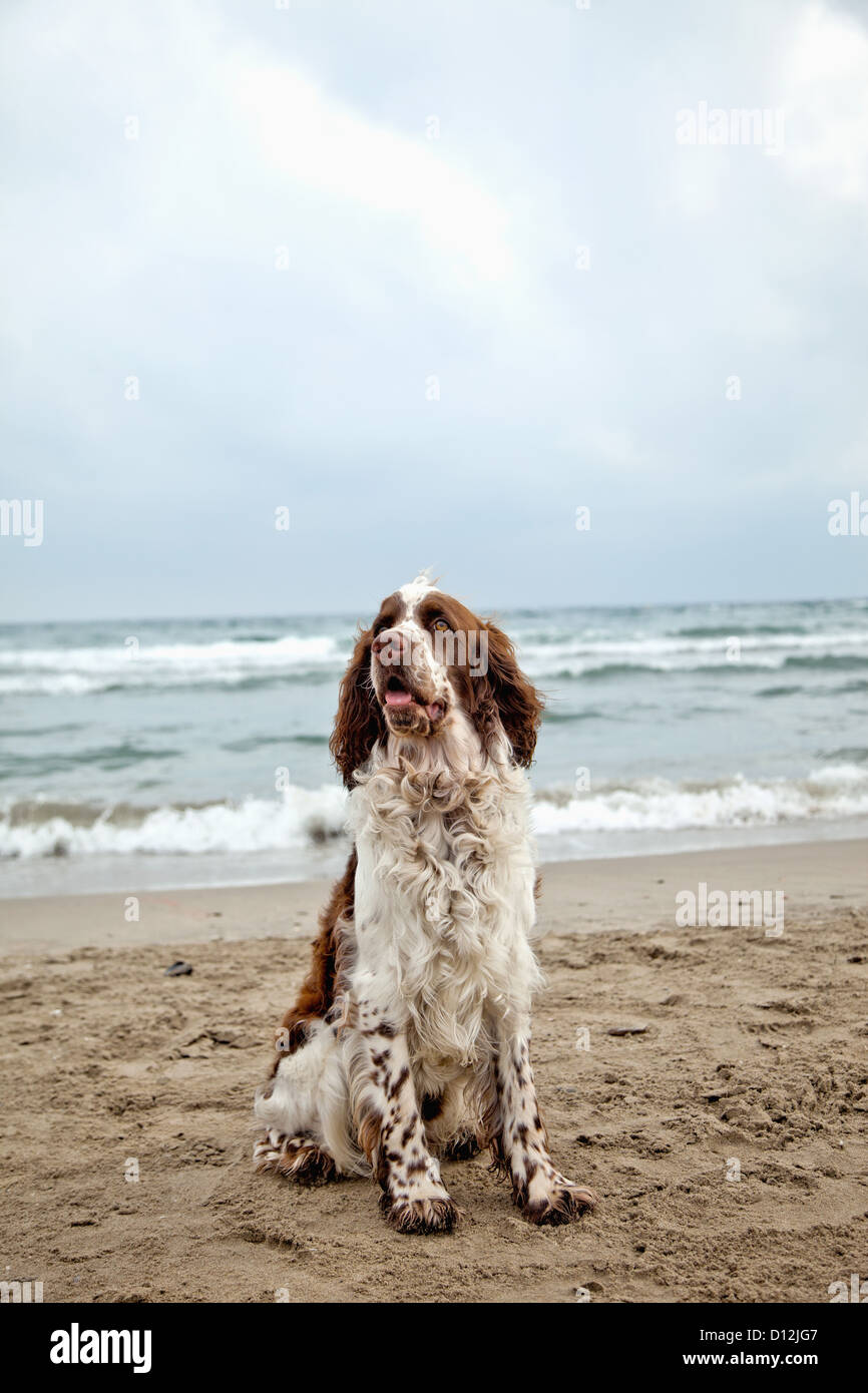 Image of springer spaniel hi-res stock photography and images - Alamy