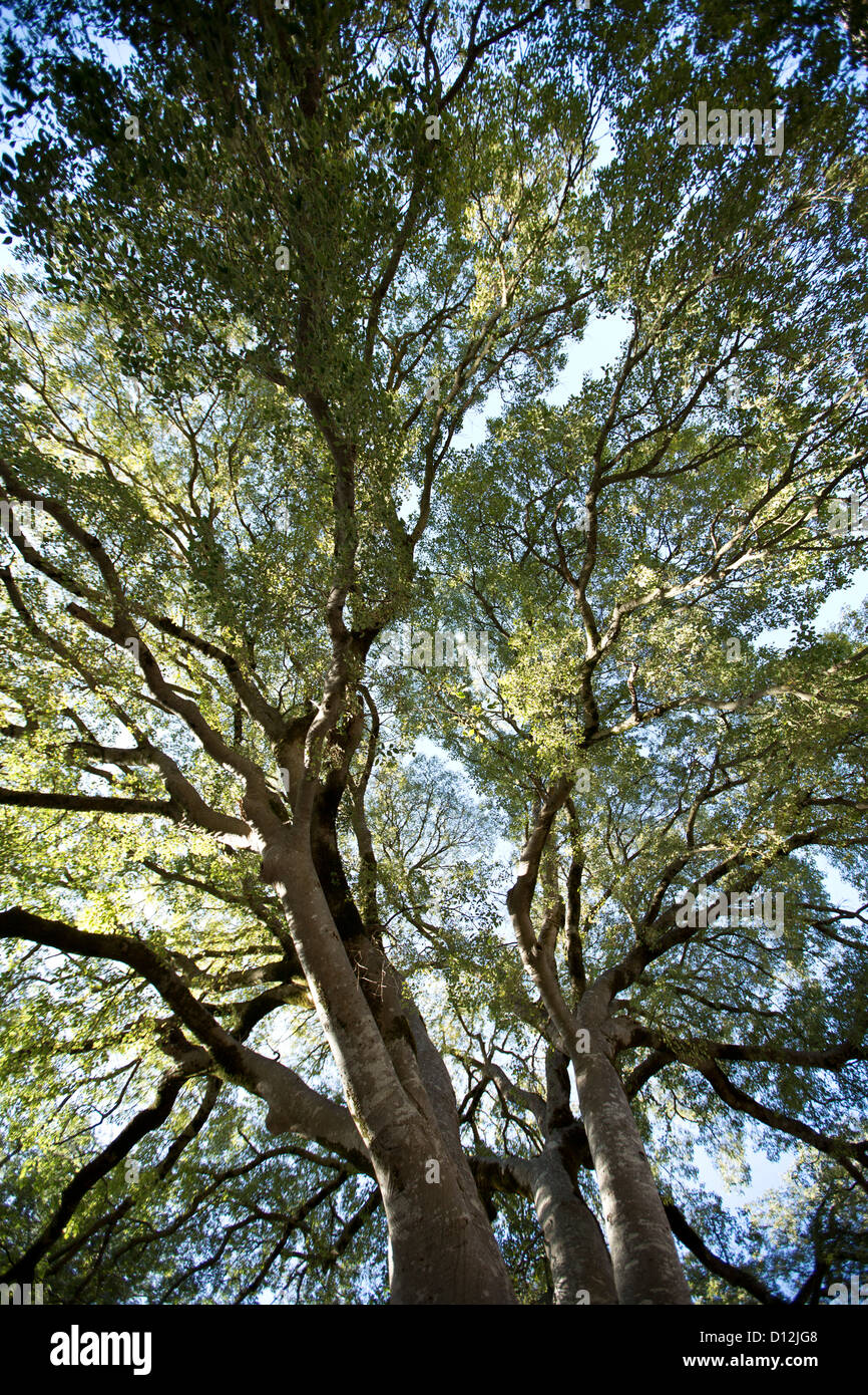 Spain, Mallorca, Trees in garden of Monastery Lluc Stock Photo - Alamy