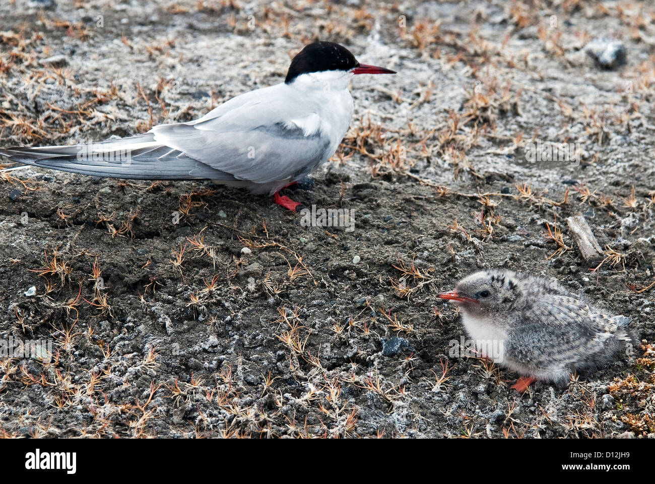 Arctic Terns Sterna paradisaea adult and chick Longyearbyen Spitsbergen Norway Stock Photo - Alamy