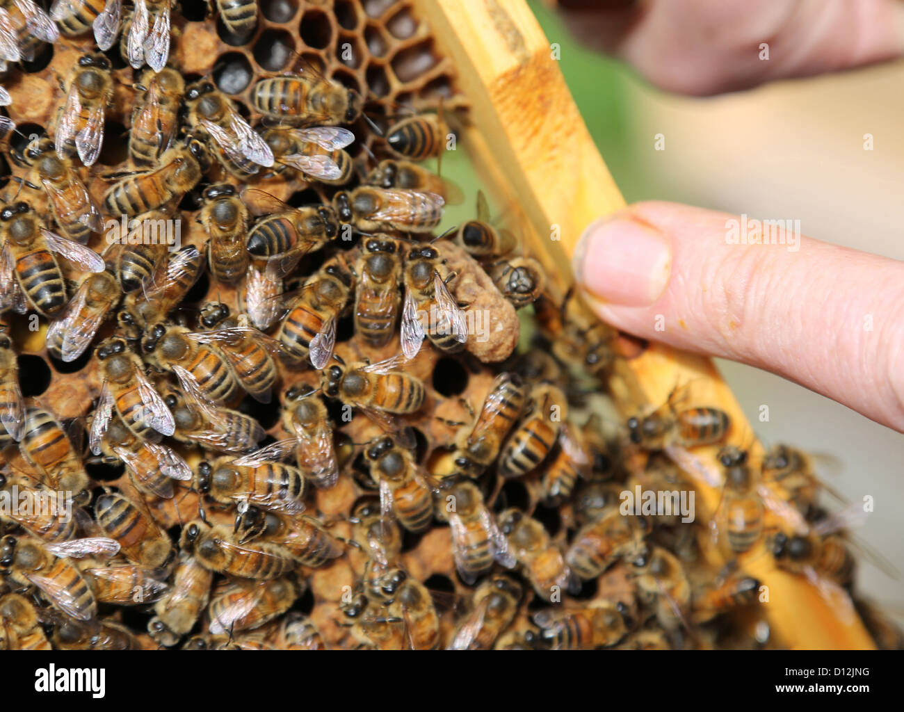 Queen cell hi-res stock photography and images - Alamy