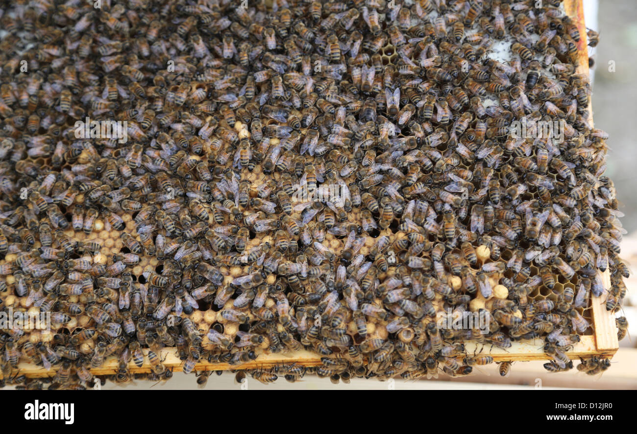 Honey Bees On Frame From A Beehive Surrey England Stock Photo - Alamy