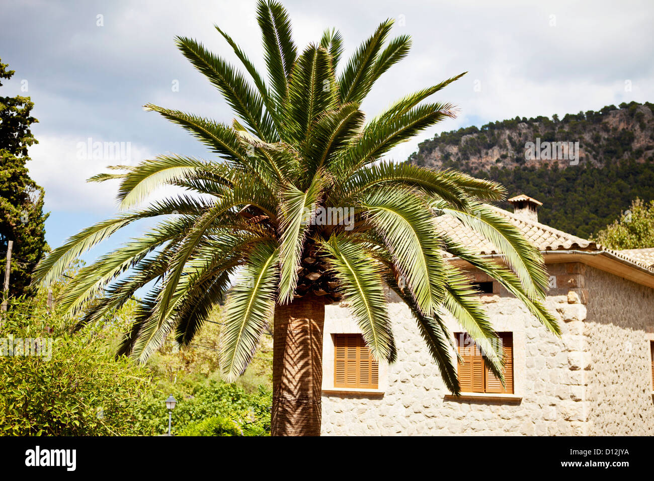 Mallorca palm tree hi-res stock photography and images - Alamy