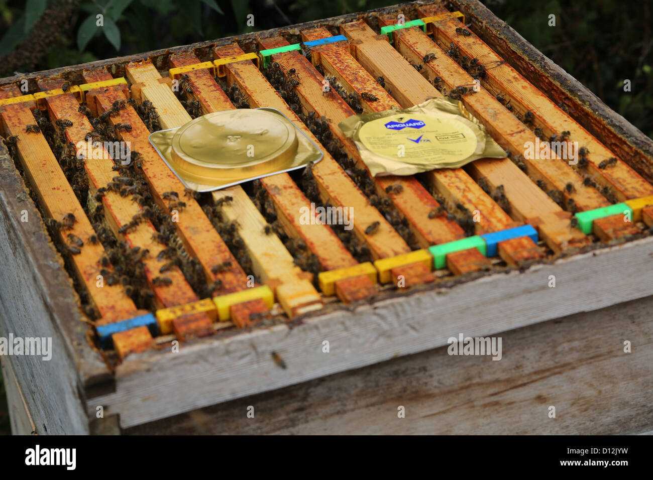 Antibiotic used to treat Varroa A Parasitic Mite On Beehive Surrey ...