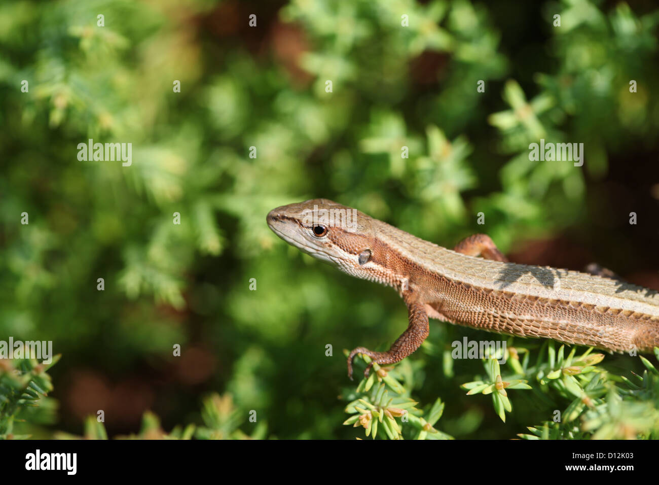 Brown lizard sunbathing in tree, Fukuoka, Japan Stock Photo - Alamy