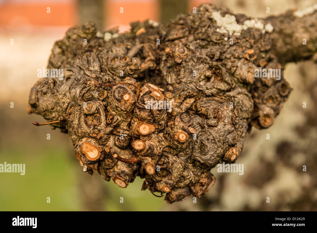 Pruned tree stump hi-res stock photography and images - Alamy