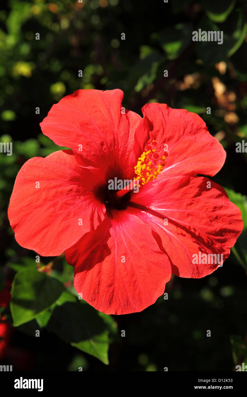 Greece hibiscus hi-res stock photography and images - Alamy