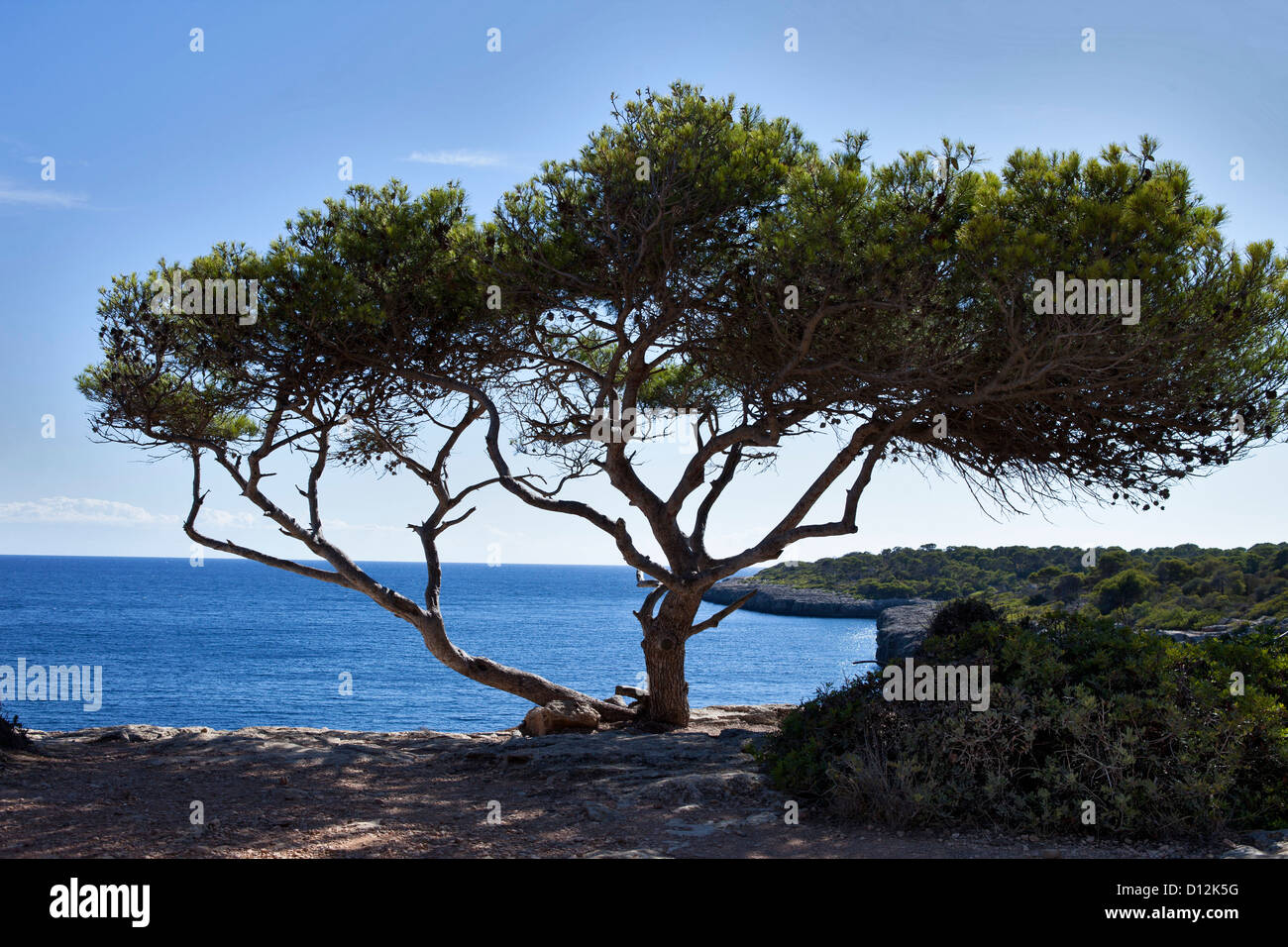 Big conifer tree at cala pi hi-res stock photography and images - Alamy