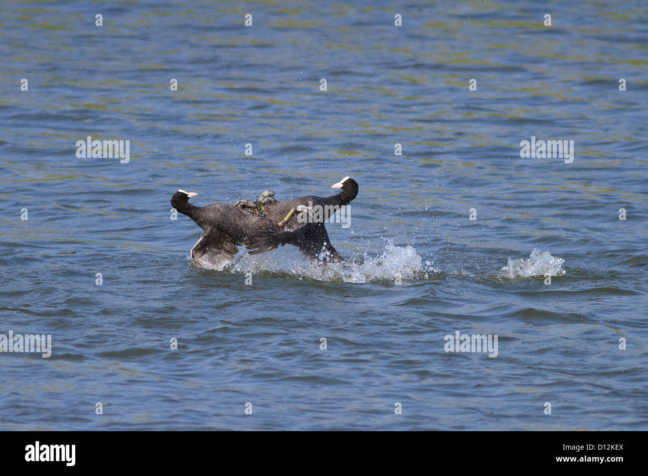 Flying coots hi-res stock photography and images - Alamy