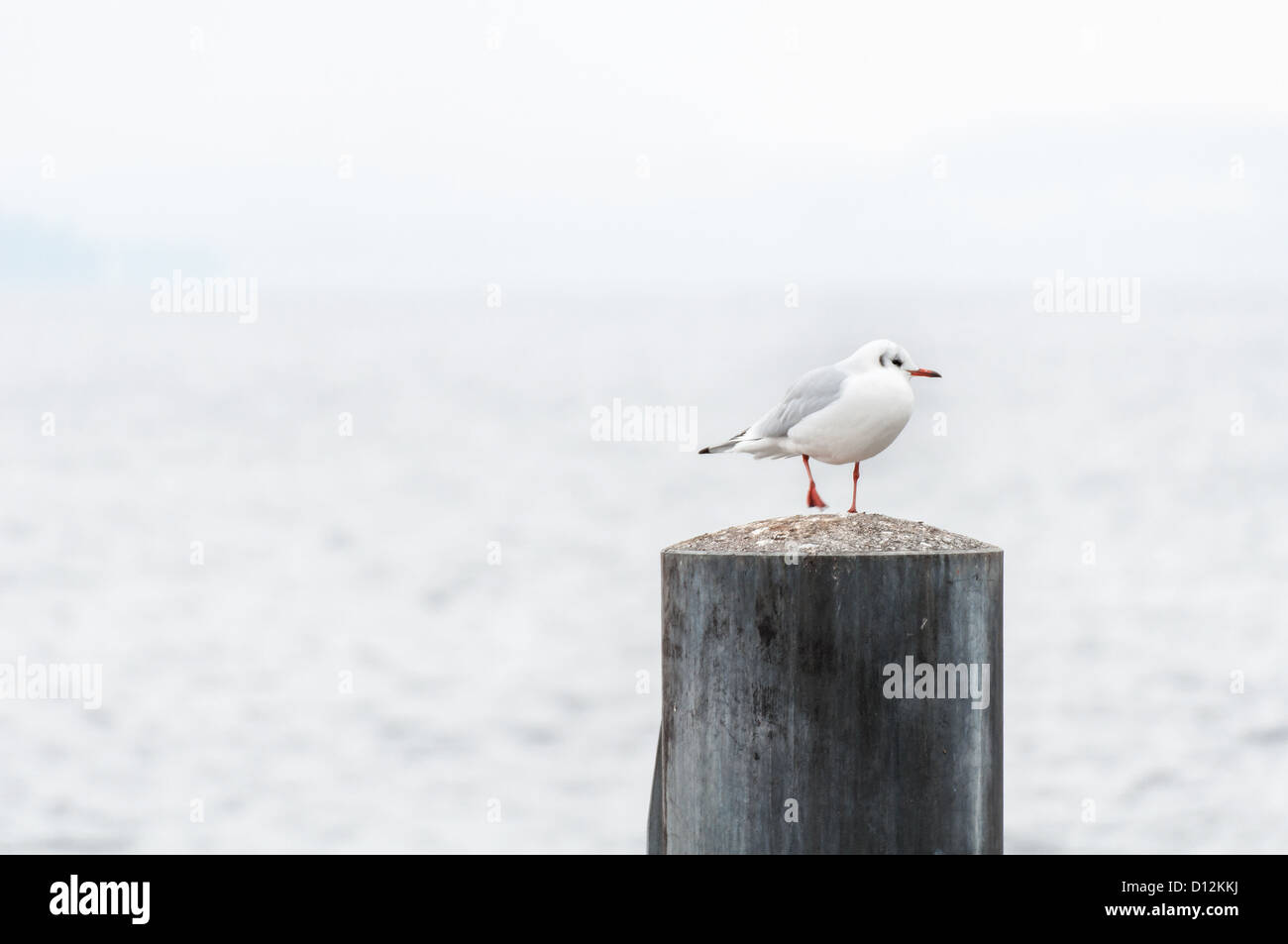 Seagull standing on a pole Stock Photo - Alamy