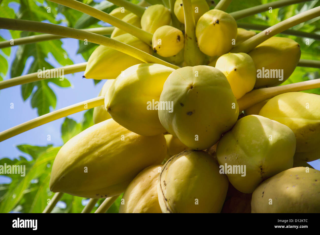 Philippines, Cocoa pods hanging on tree Stock Photo - Alamy