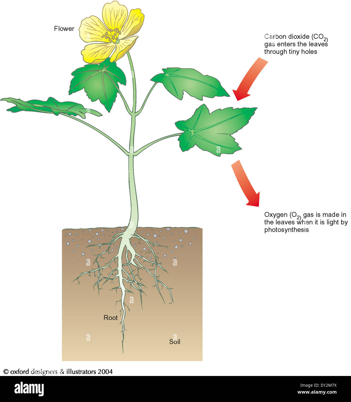 Flower and root system Stock Photo - Alamy