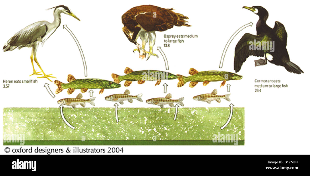 Kiwi Bird Food Chain at Kathaleen Velasquez blog