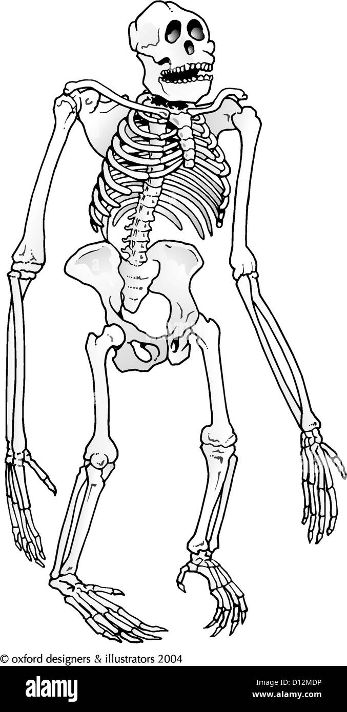 Chimpanzee skeleton hi-res stock photography and images - Alamy