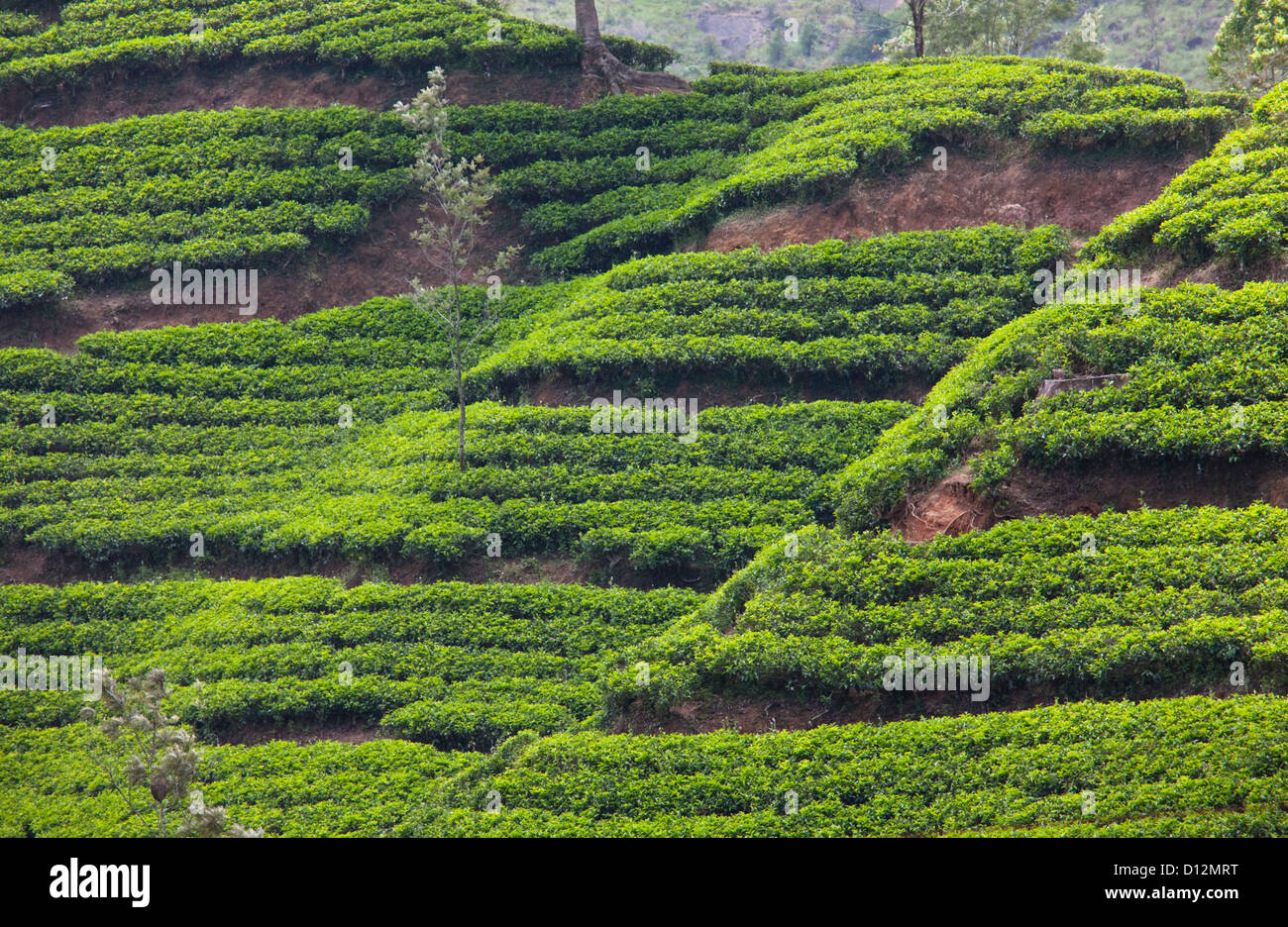 Tea plantation on Sri Lanka Stock Photo - Alamy
