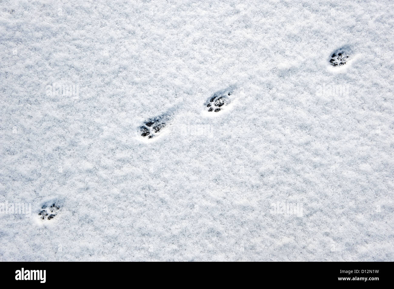 Four footsteps from a cat in the fresh snow Stock Photo - Alamy