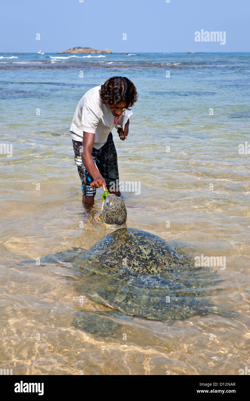Sri lanka turtle feeding hi-res stock photography and images - Alamy