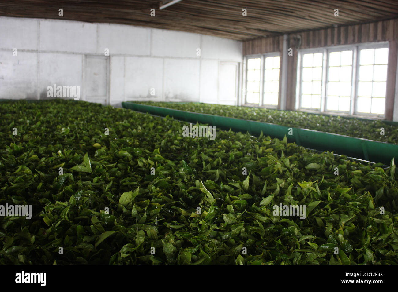 Withering Tea High Resolution Stock Photography and Images - Alamy