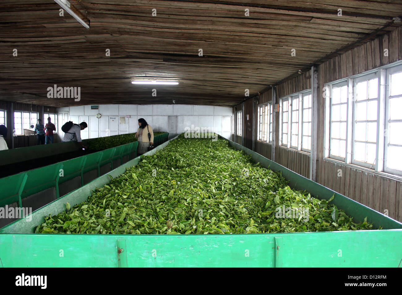 Withering tea hi-res stock photography and images - Alamy