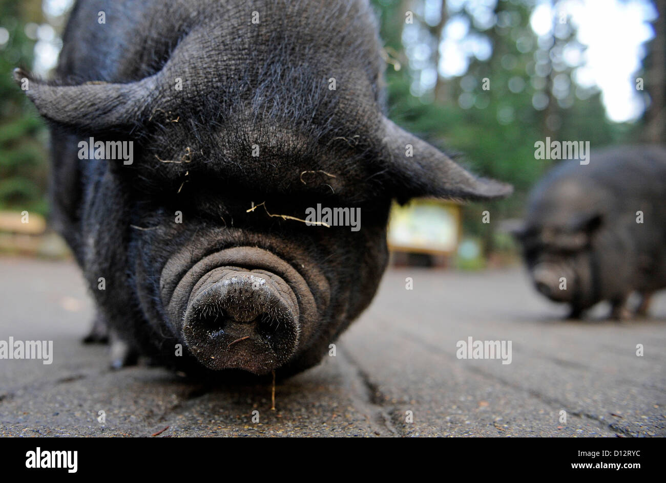 A pot-bellied pig (Sus scrofa) looks into the camera at "Schwarze Berge ...