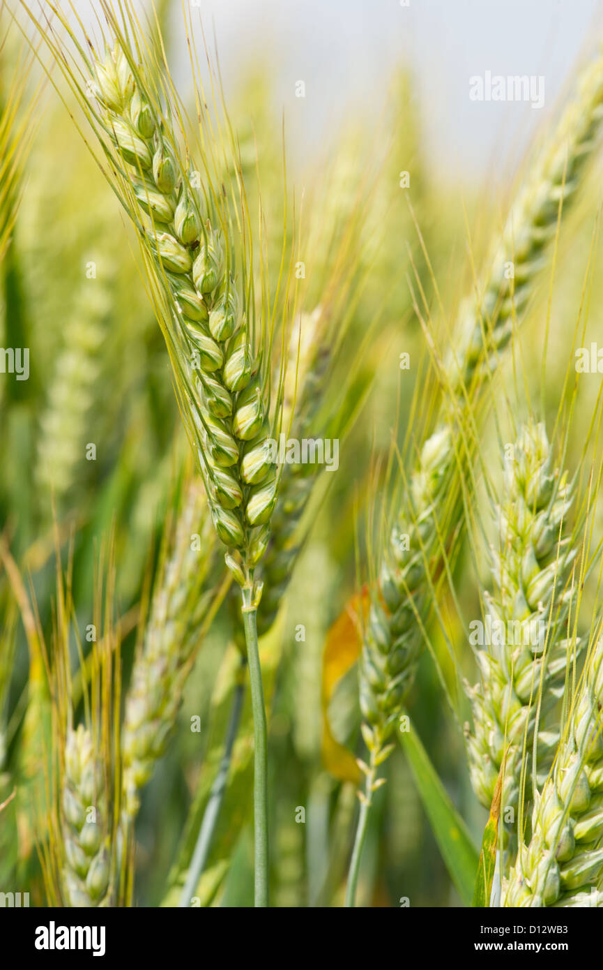 Fields with ripe rye Stock Photo - Alamy