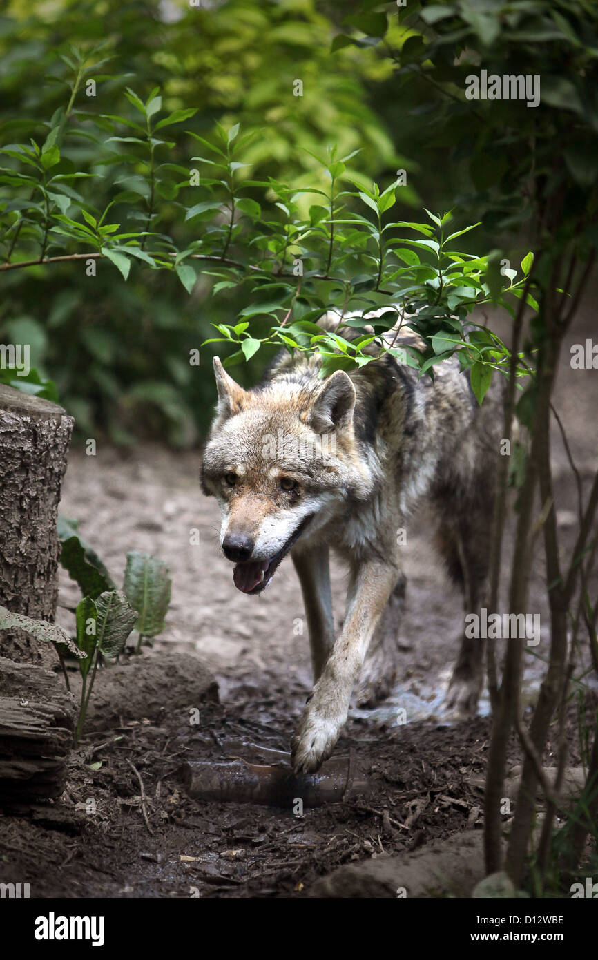 A wolf is pictured at a leisure park in Geneva, Switzerland, 28 May ...