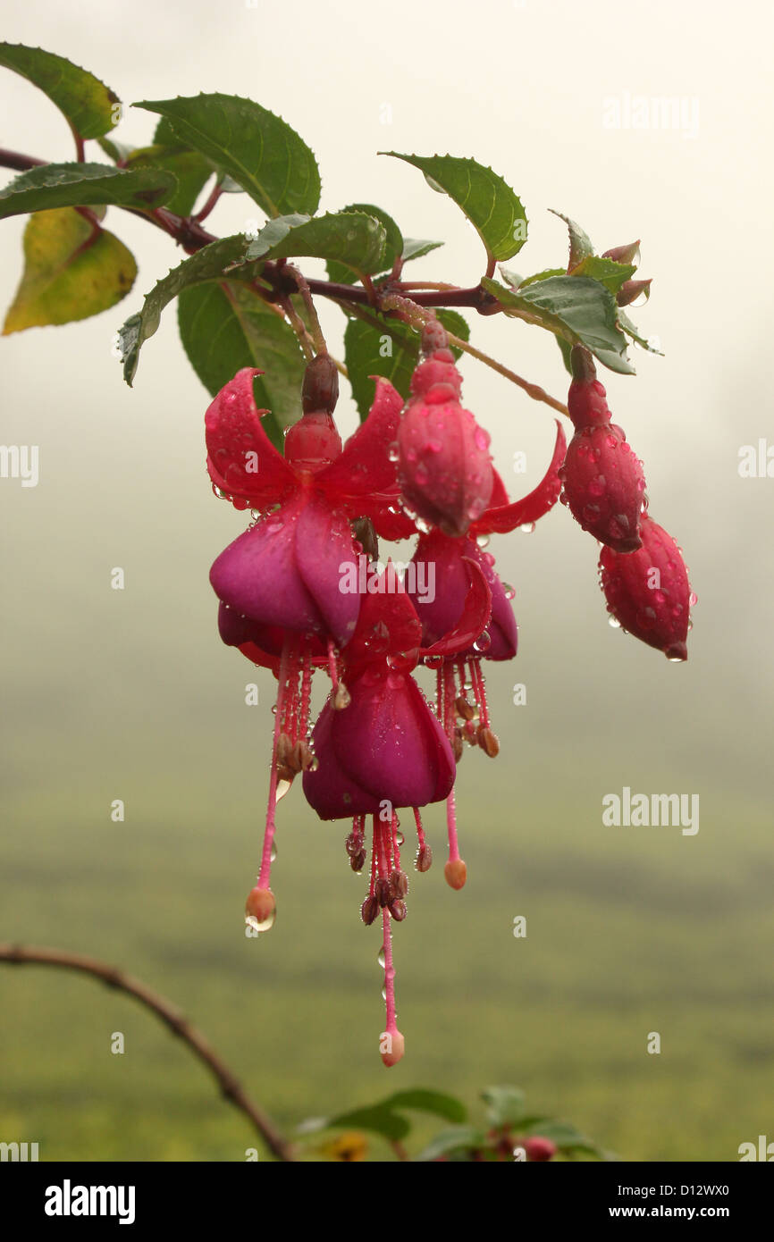 Fuchsia fuchsia triphylla hi-res stock photography and images - Alamy