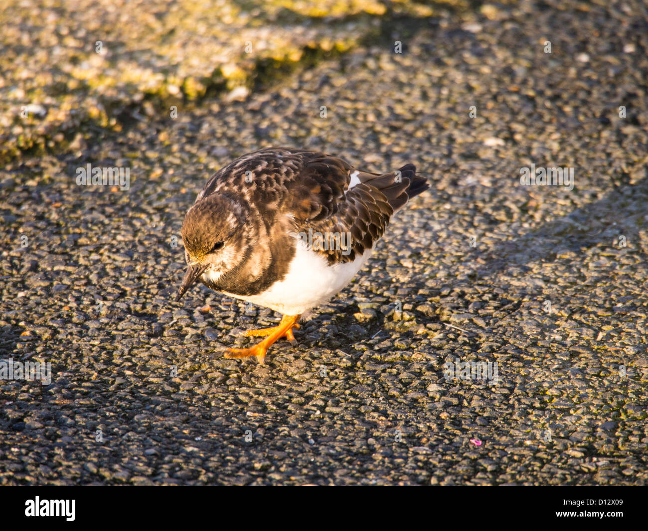 A Turnstone (Arenaria interpres) a small wader on the harbour at ...
