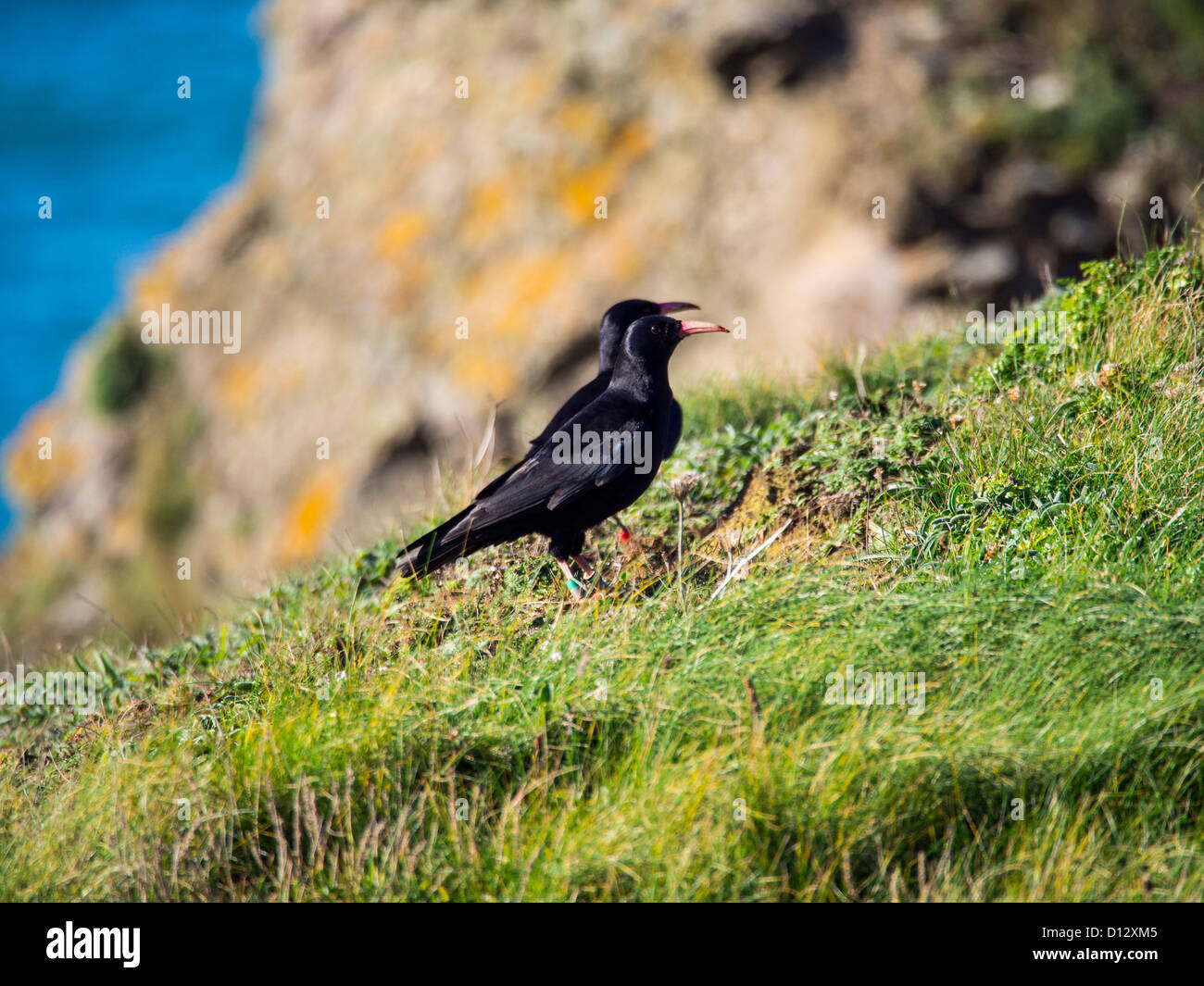 Cornish crow hi-res stock photography and images - Alamy
