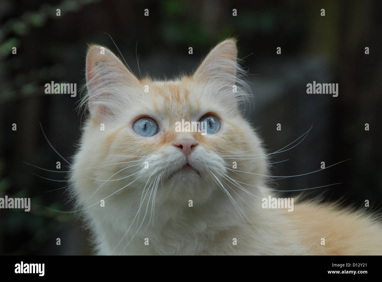 Cream tabby point hi-res stock photography and images - Alamy
