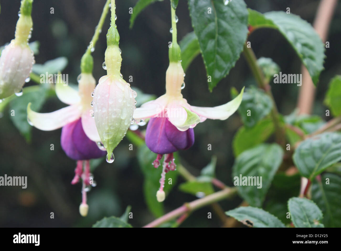 Fuchsia hi-res stock photography and images - Alamy